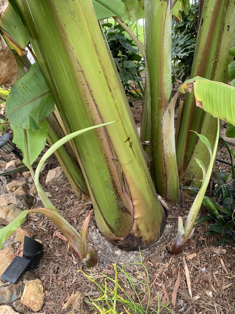 Blue java musa - Palms/Plants/Seeds Wanted - PalmTalk