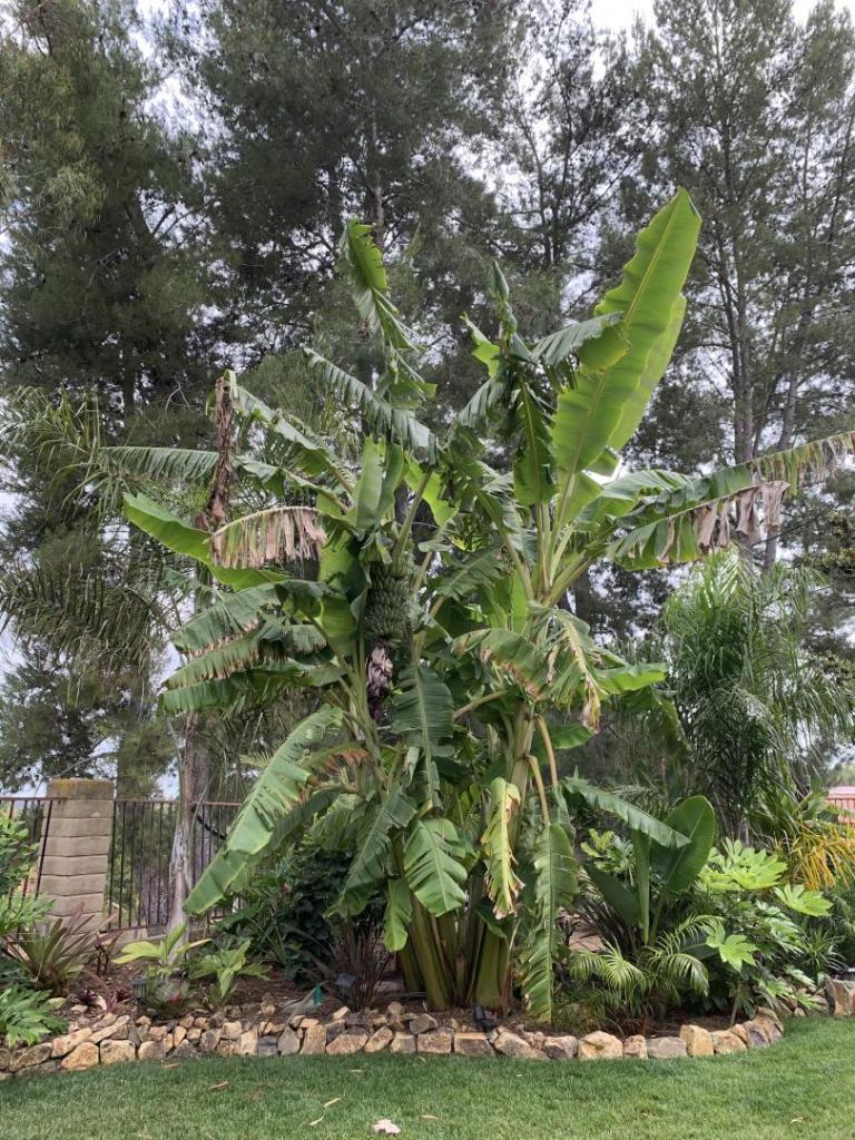 Blue java musa - Palms/Plants/Seeds Wanted - PalmTalk