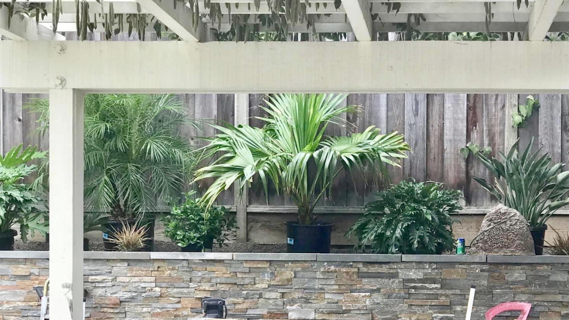 Is this a Kentia Palm? - DISCUSSING PALM TREES WORLDWIDE - PalmTalk