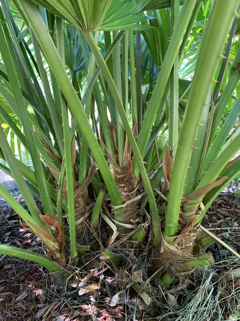 Split or not to split - COLD HARDY PALMS - PalmTalk