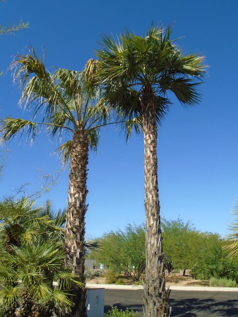 Is this a Brahea Brandegeei or a really scrawny Robusta? - DISCUSSING ...