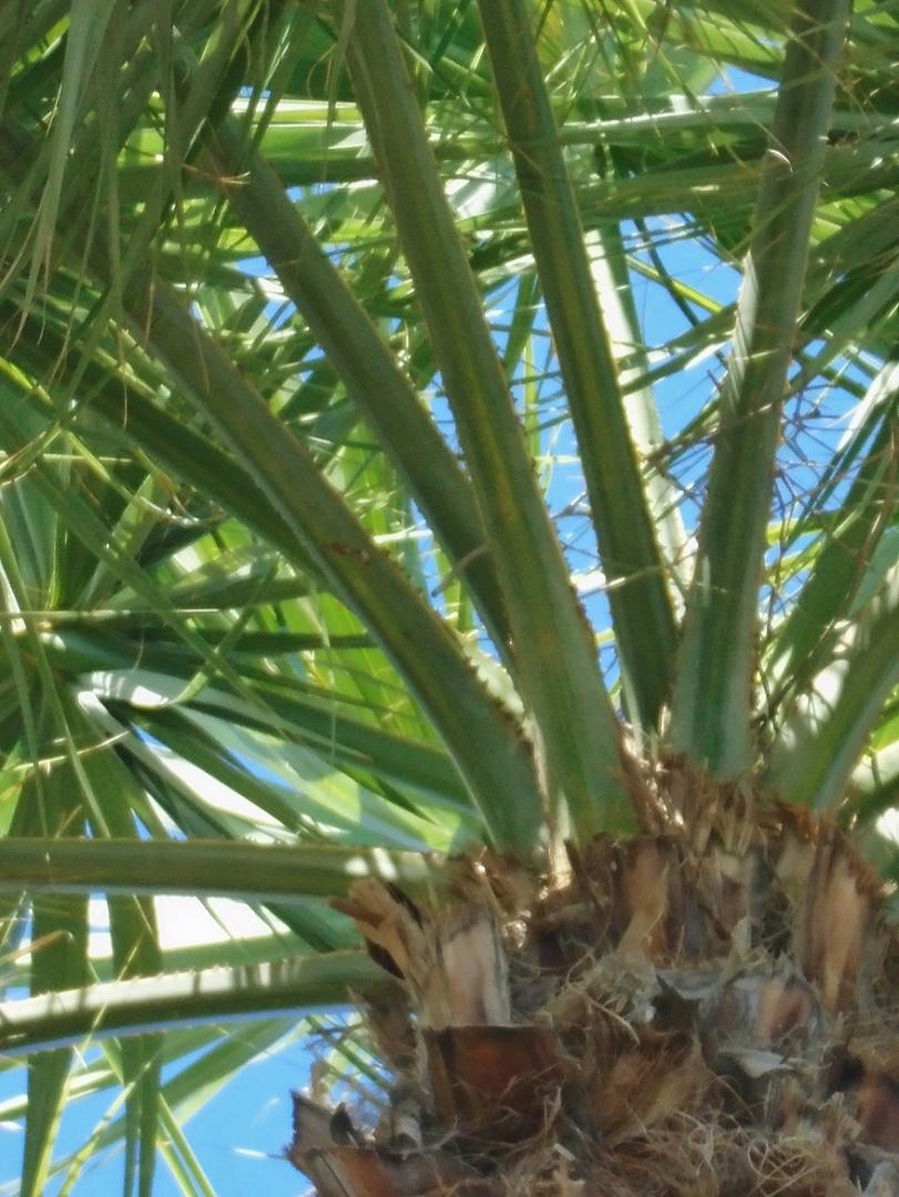 Is this a Brahea Brandegeei or a really scrawny Robusta? - DISCUSSING ...