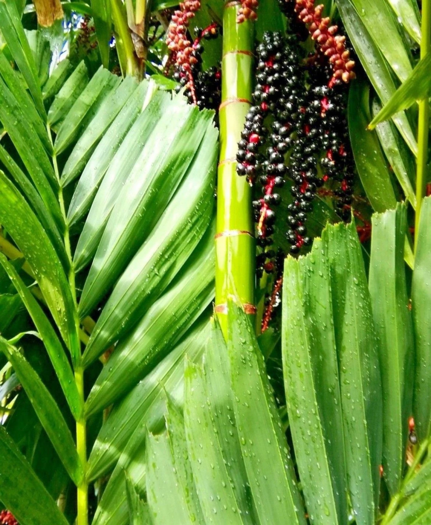 Ptychosperma ID please - DISCUSSING PALM TREES WORLDWIDE - PalmTalk