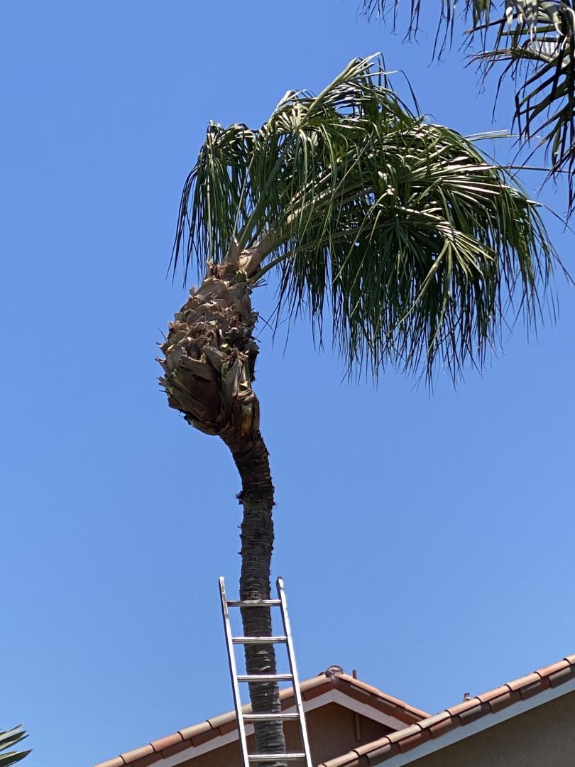 Holy Corkscrew Batman - DISCUSSING PALM TREES WORLDWIDE - PalmTalk