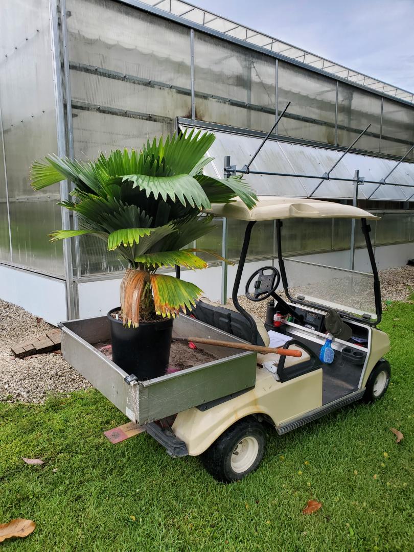 Sabinaria magnifica new planting in South Florida - DISCUSSING PALM ...