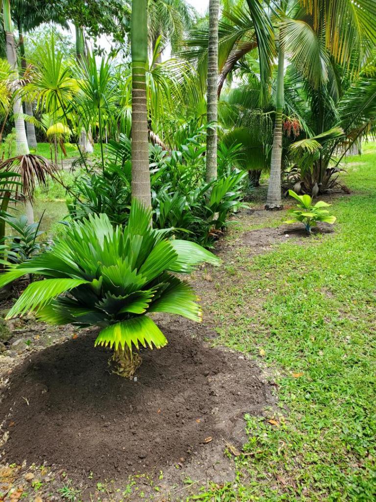 Sabinaria magnifica new planting in South Florida - DISCUSSING PALM ...