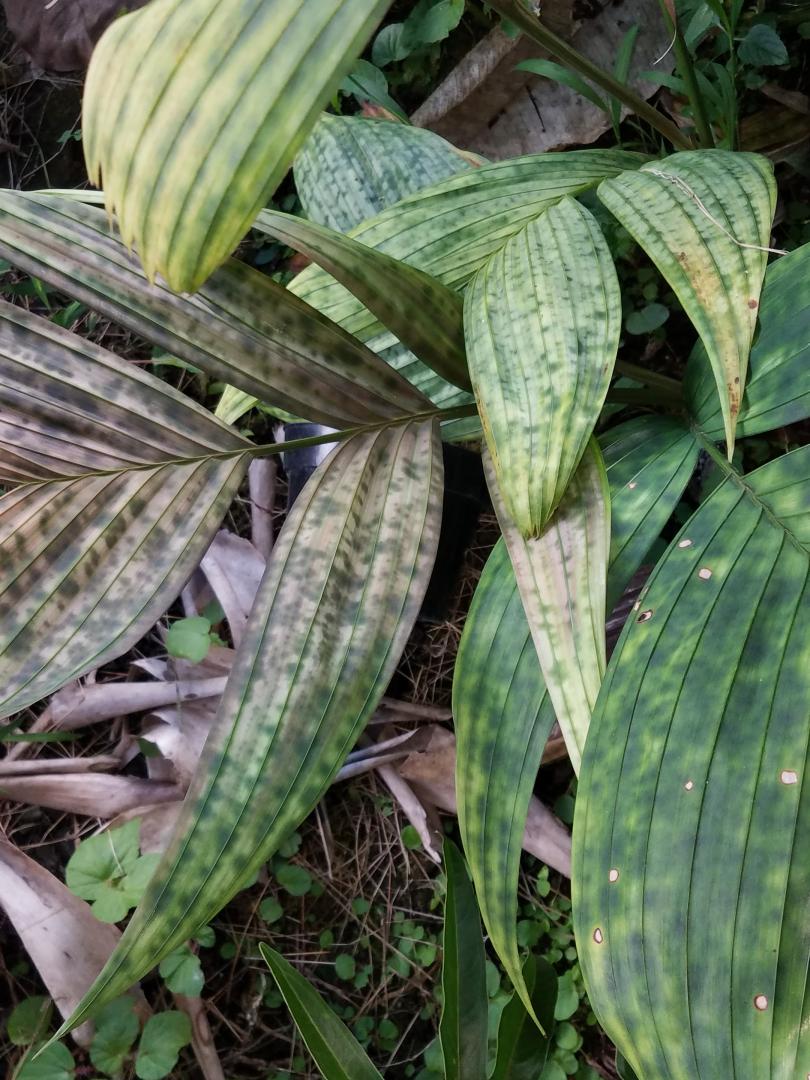 Pinanga sp.thai mottled - DISCUSSING PALM TREES WORLDWIDE - PalmTalk