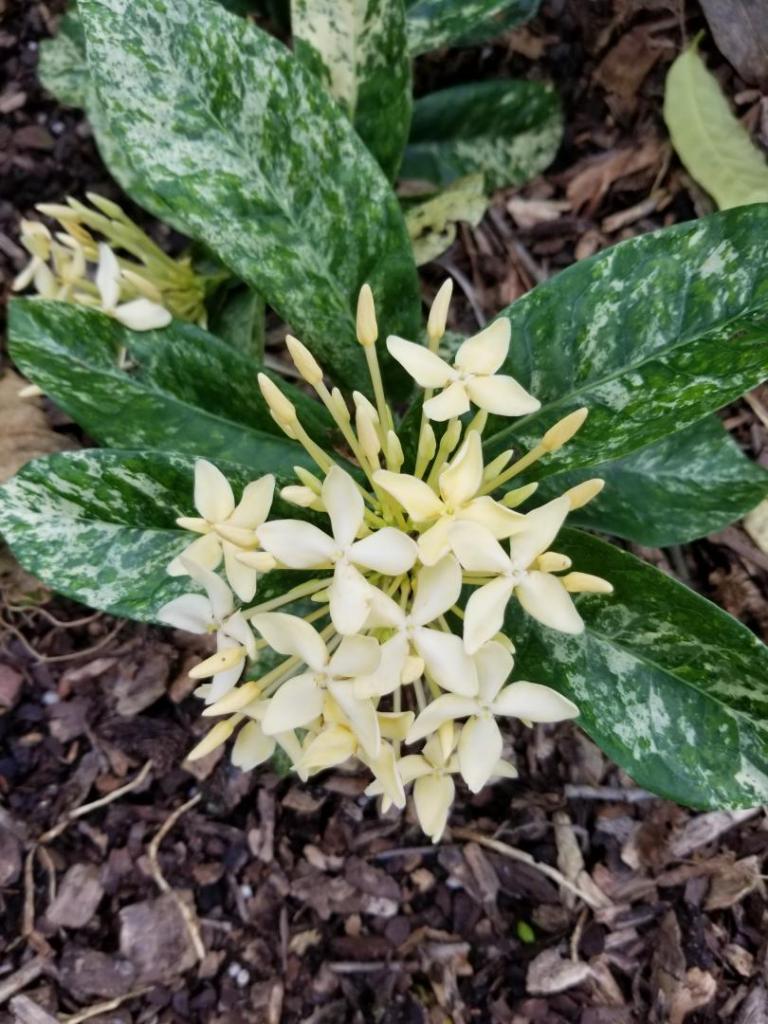 Variegated Ixora - TROPICAL LOOKING PLANTS - Other Than Palms - PalmTalk