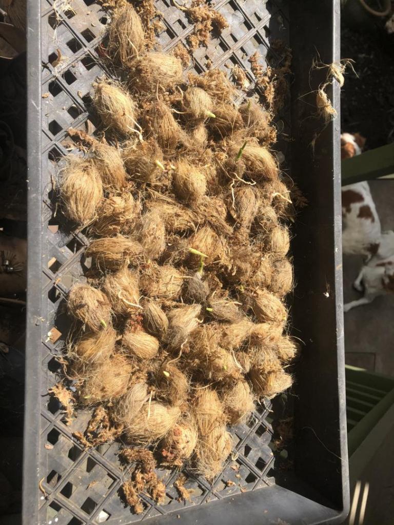Areca macrocalyx red sprouted - For Sale - PalmTalk
