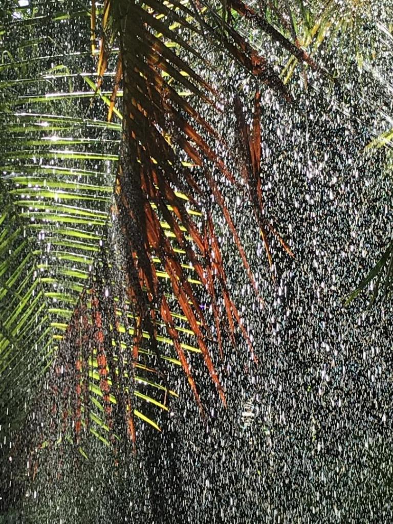 Palm watering systems - DISCUSSING PALM TREES WORLDWIDE - PalmTalk