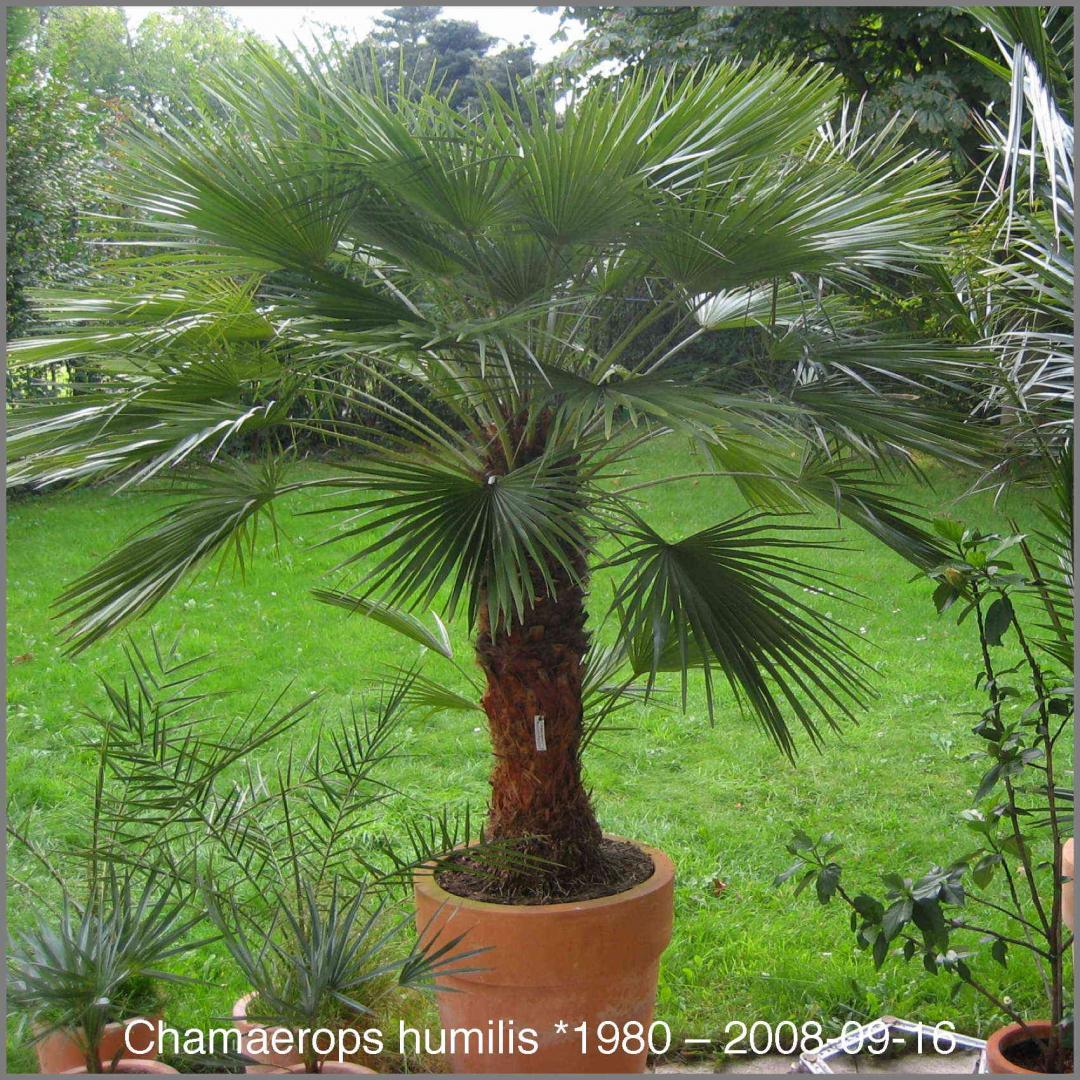 Chamaerops Humilis