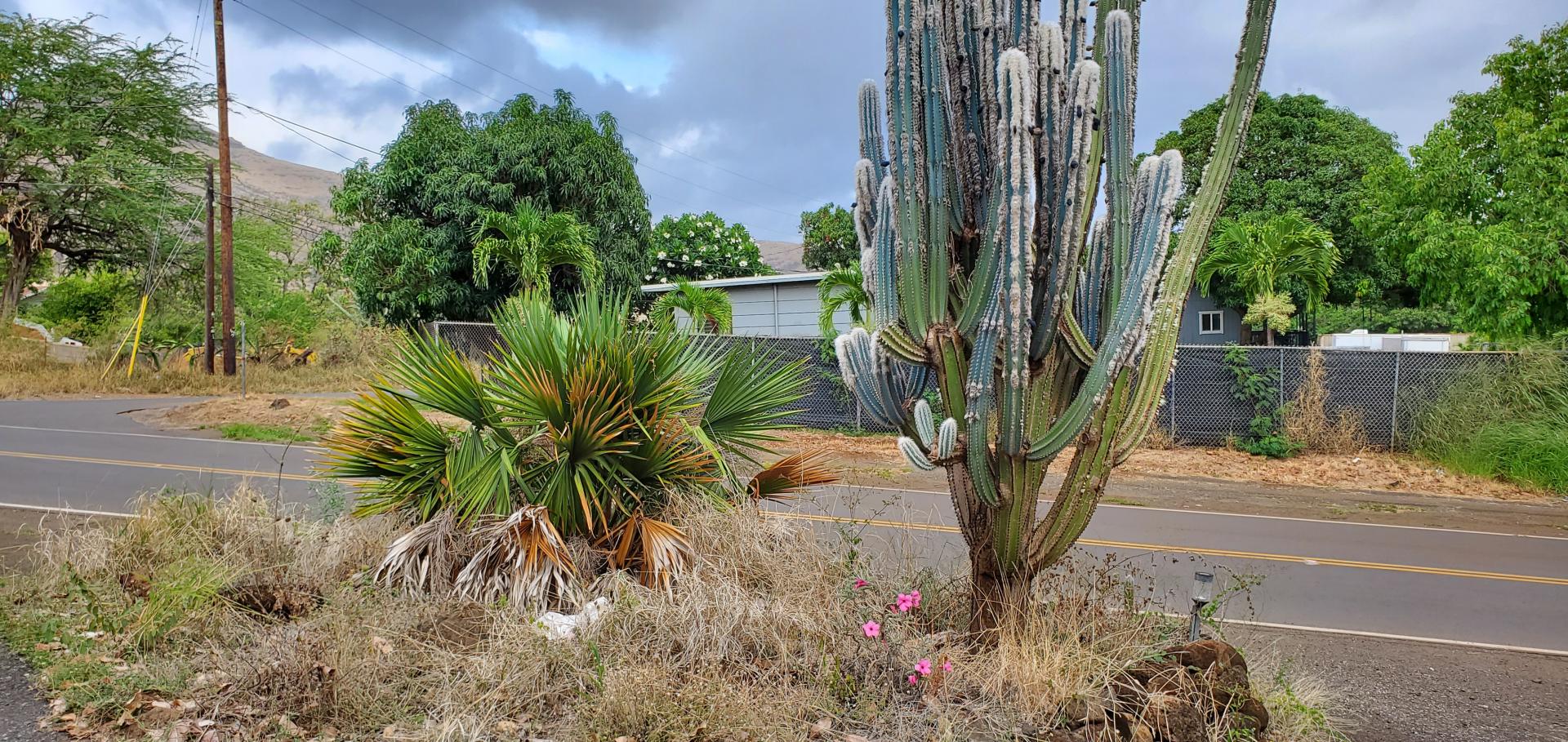Sabal minor - DISCUSSING PALM TREES WORLDWIDE - PalmTalk
