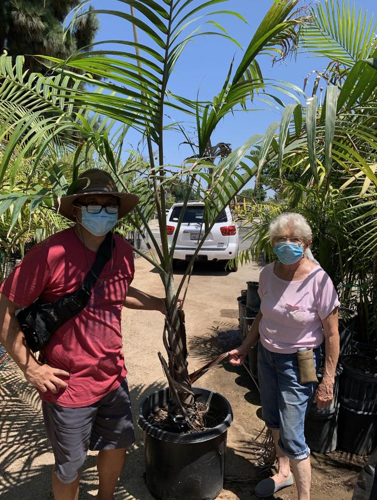 Great Palmy Friends - DISCUSSING PALM TREES WORLDWIDE - PalmTalk