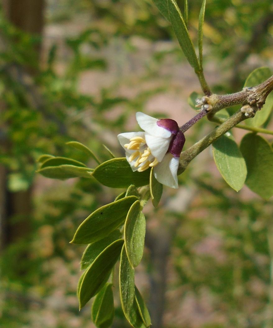 Stranger things in the garden, the cooked and thirsty edition ...