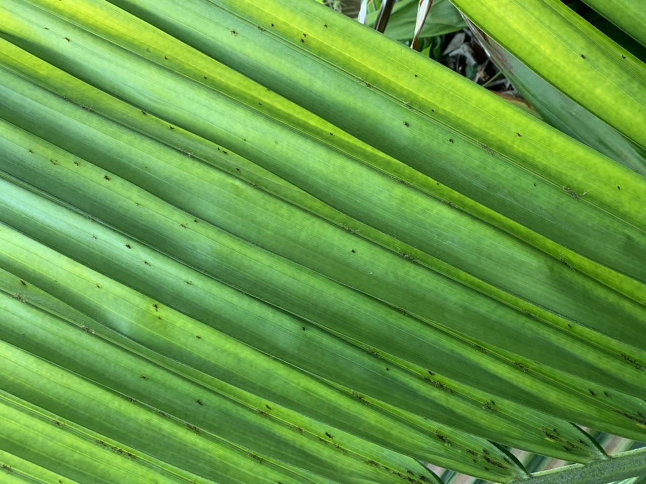 Palm ID Help - DISCUSSING PALM TREES WORLDWIDE - PalmTalk