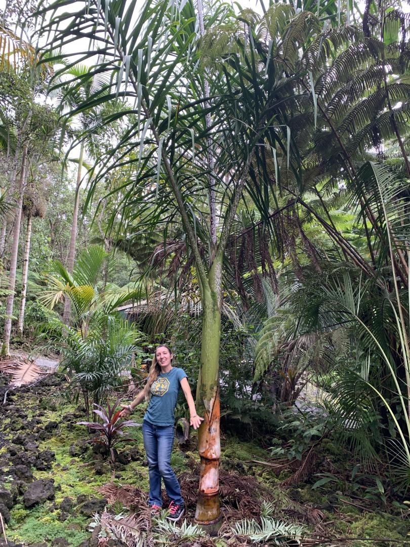 Dypsis mananjarensis (red form) In Gear - DISCUSSING PALM TREES ...