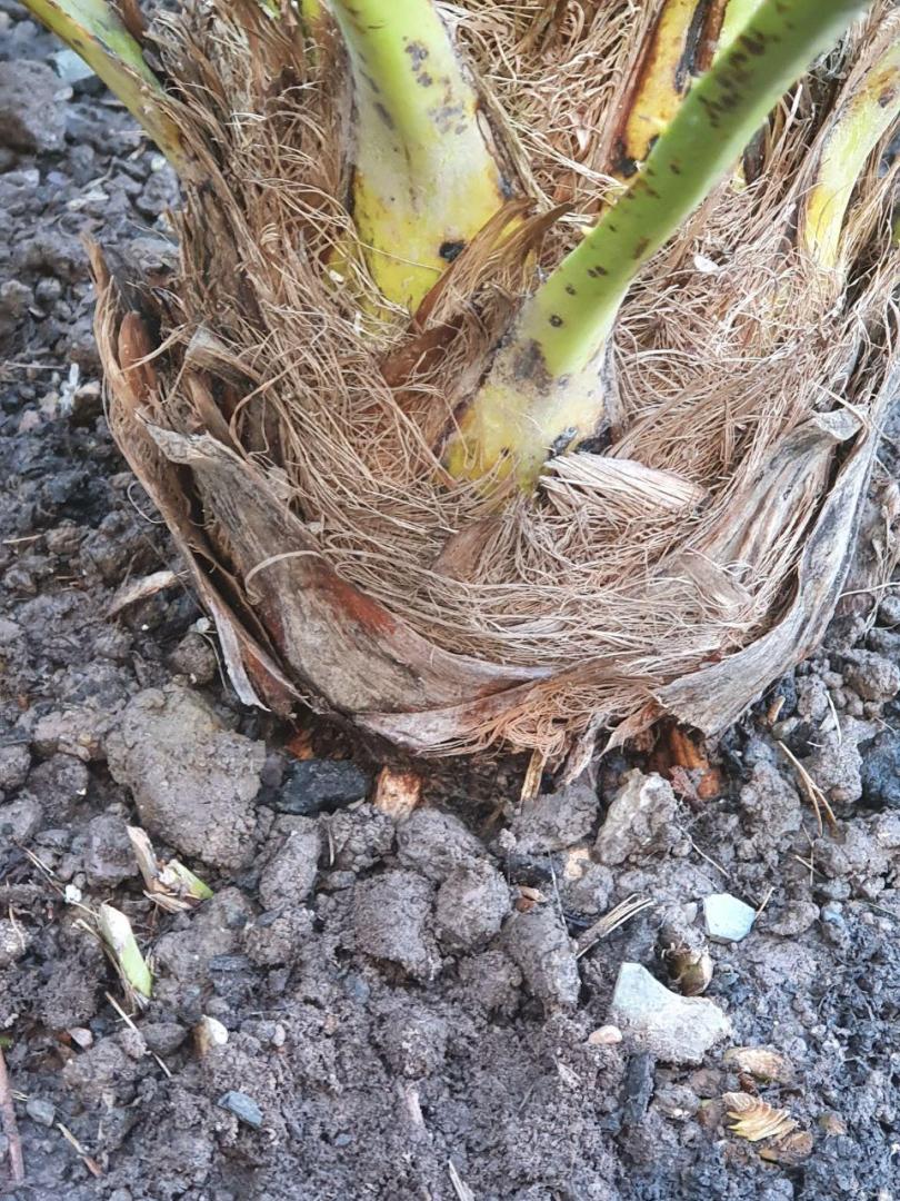 Chamaerops Humilis roots exposed and peeling bark - COLD HARDY PALMS ...