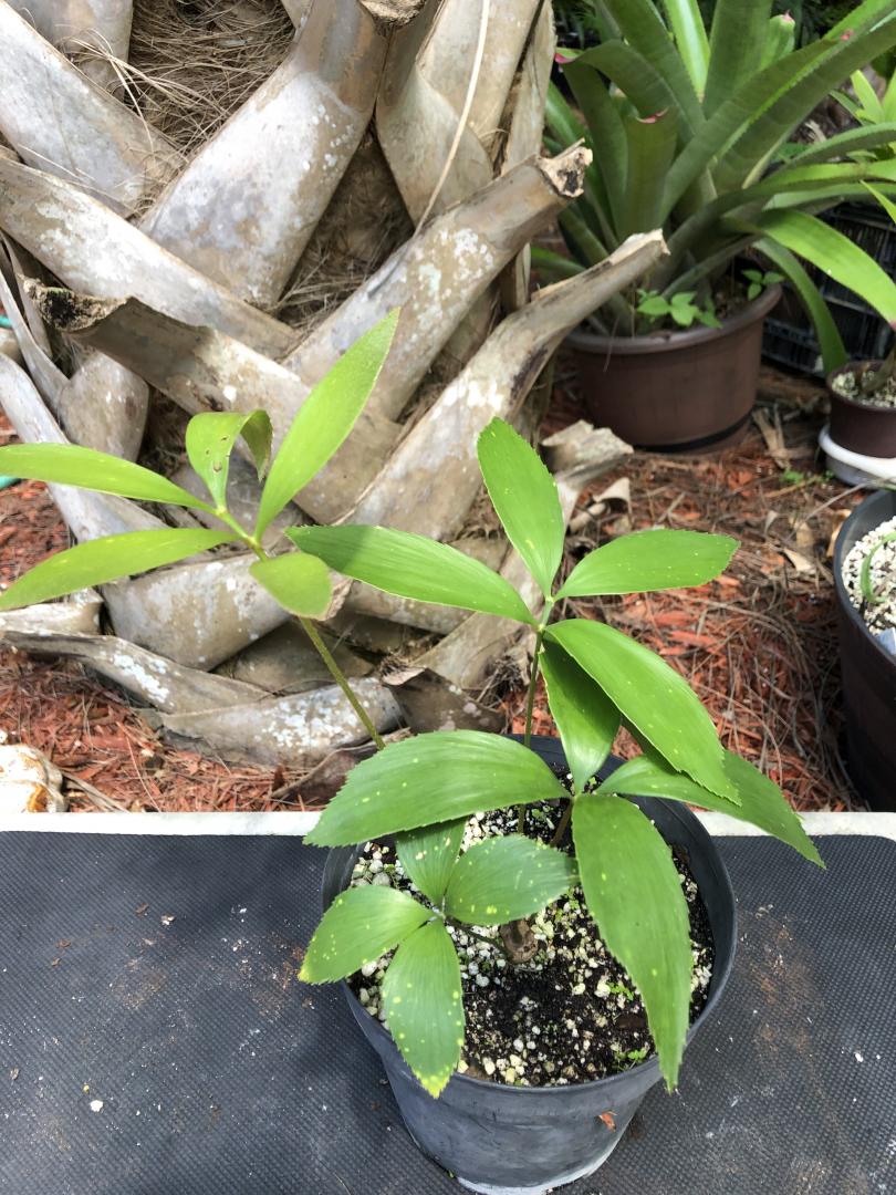 Zamia variegata hybrid seedling - ONE ONLY - For Sale - PalmTalk