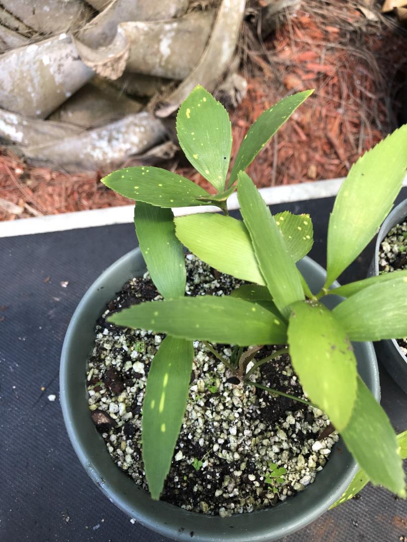 Zamia variegata hybrid 4" seedlings x2 - ONE LOT ONLY - For Sale - PalmTalk