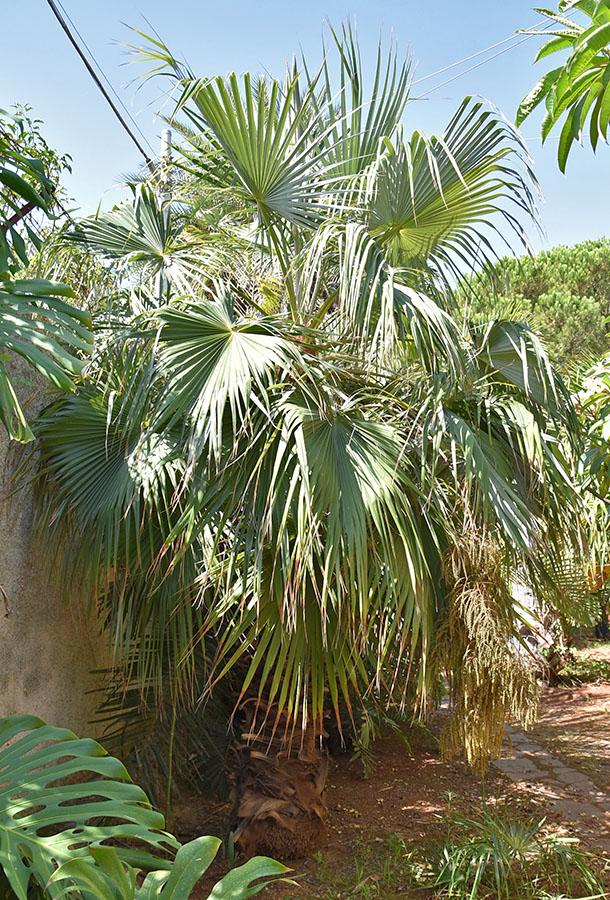 Brahea calcarea first flowering - DISCUSSING PALM TREES WORLDWIDE ...