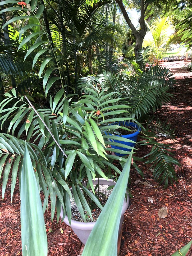 Cycad Row, Cape Coral, FL - TROPICAL LOOKING PLANTS - Other Than Palms ...