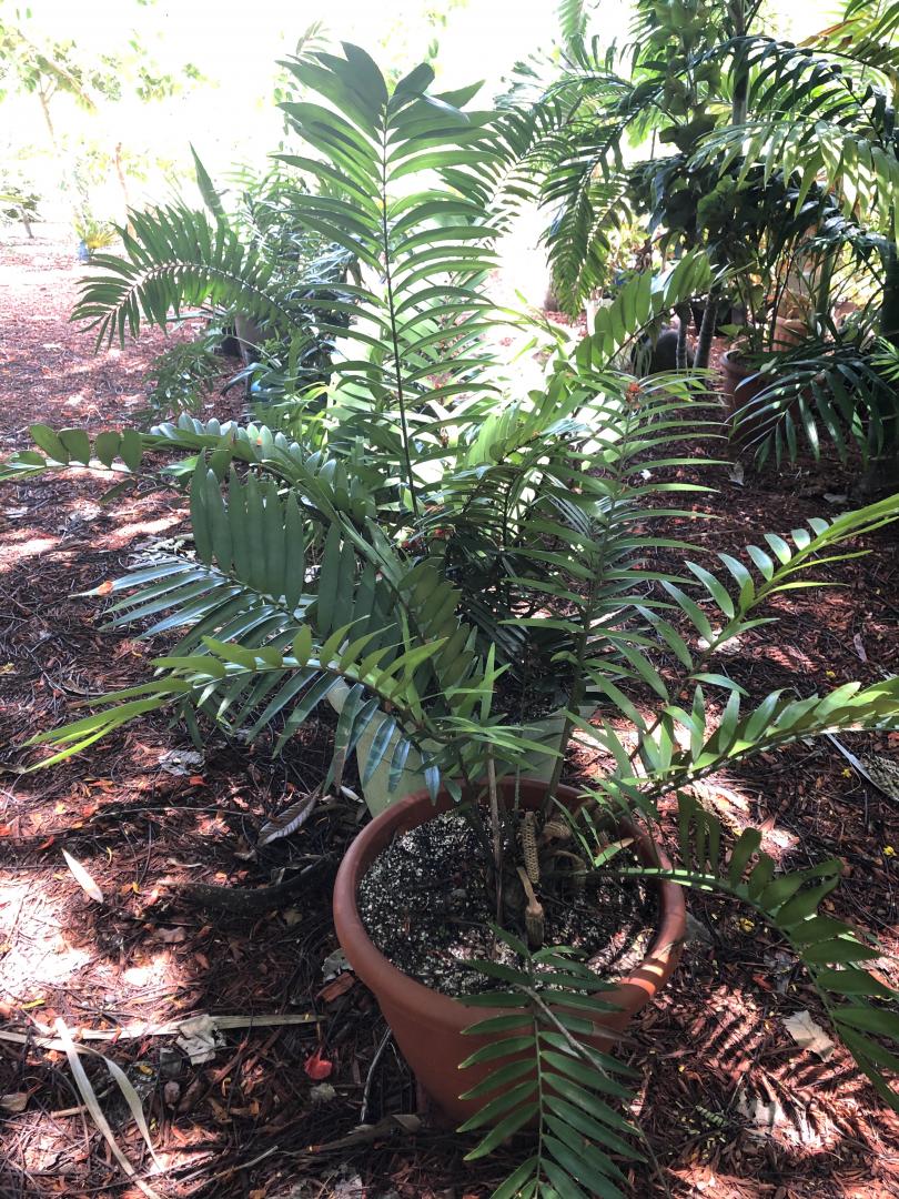 Cycad Row, Cape Coral, FL - TROPICAL LOOKING PLANTS - Other Than Palms ...