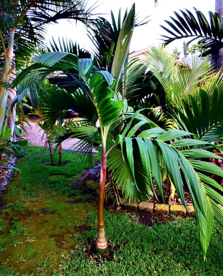 Pinanga javana flowers - DISCUSSING PALM TREES WORLDWIDE - PalmTalk