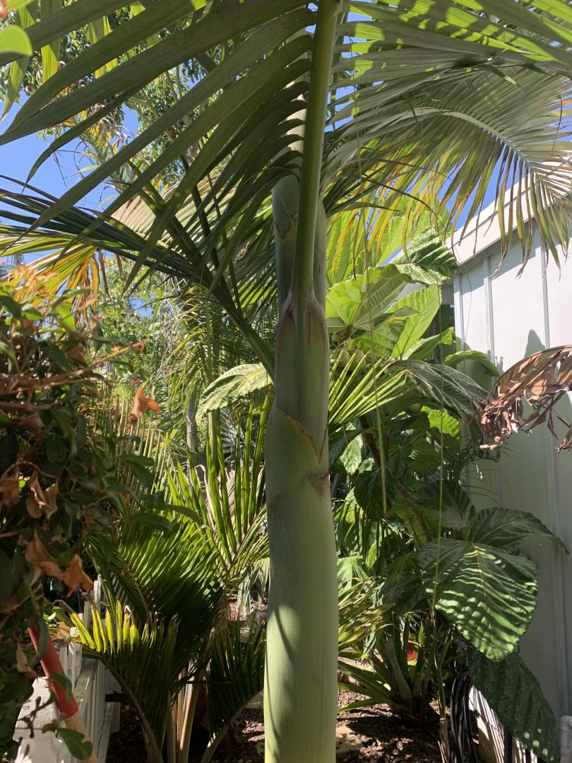 Archie Maxima color - DISCUSSING PALM TREES WORLDWIDE - PalmTalk