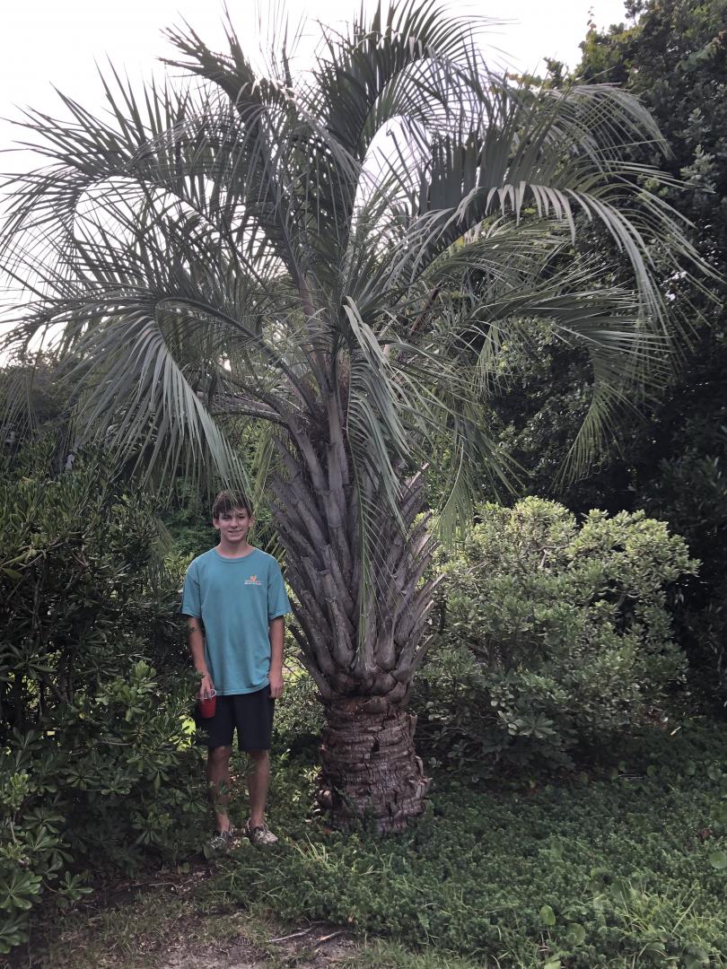 How much space does a Pindo need? - COLD HARDY PALMS - PalmTalk