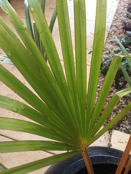 Palm Identification Help - DISCUSSING PALM TREES WORLDWIDE - PalmTalk