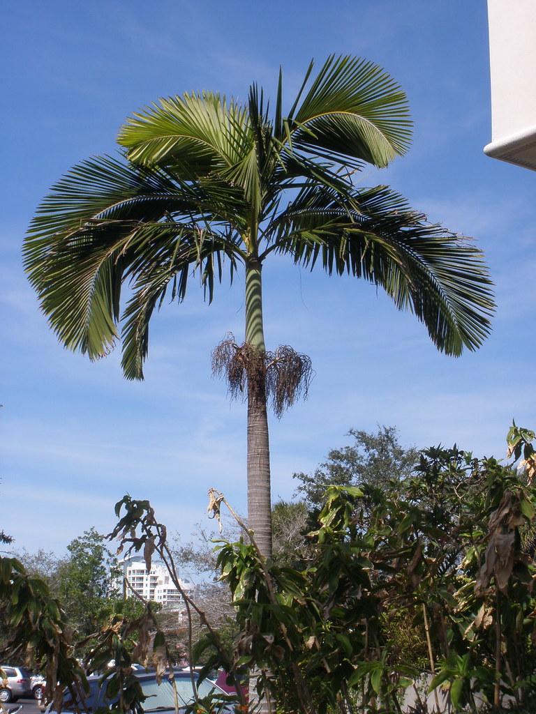 Archontophoenix alexandrae ID - DISCUSSING PALM TREES WORLDWIDE - PalmTalk