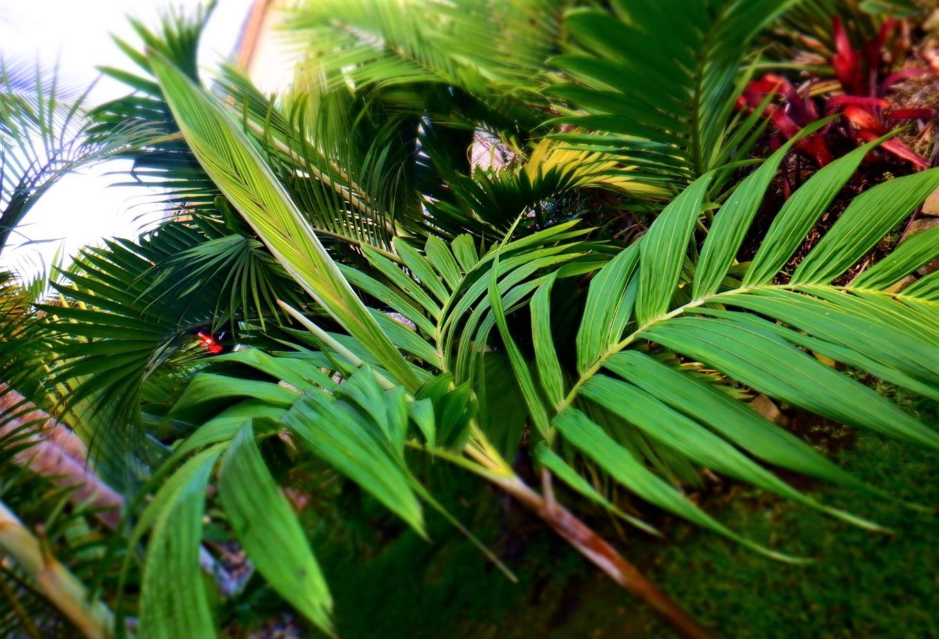 Pinanga javana flowers - DISCUSSING PALM TREES WORLDWIDE - PalmTalk