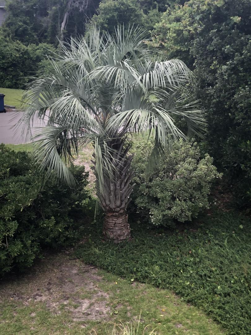 How much space does a Pindo need? - COLD HARDY PALMS - PalmTalk