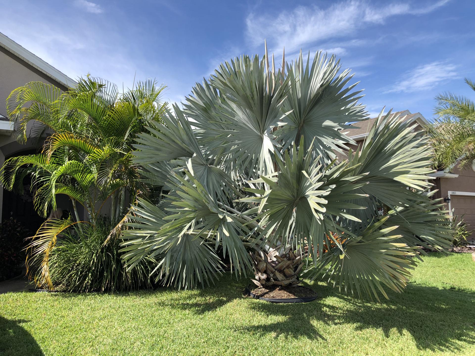 Just a few pics from around the yard today - DISCUSSING PALM TREES ...