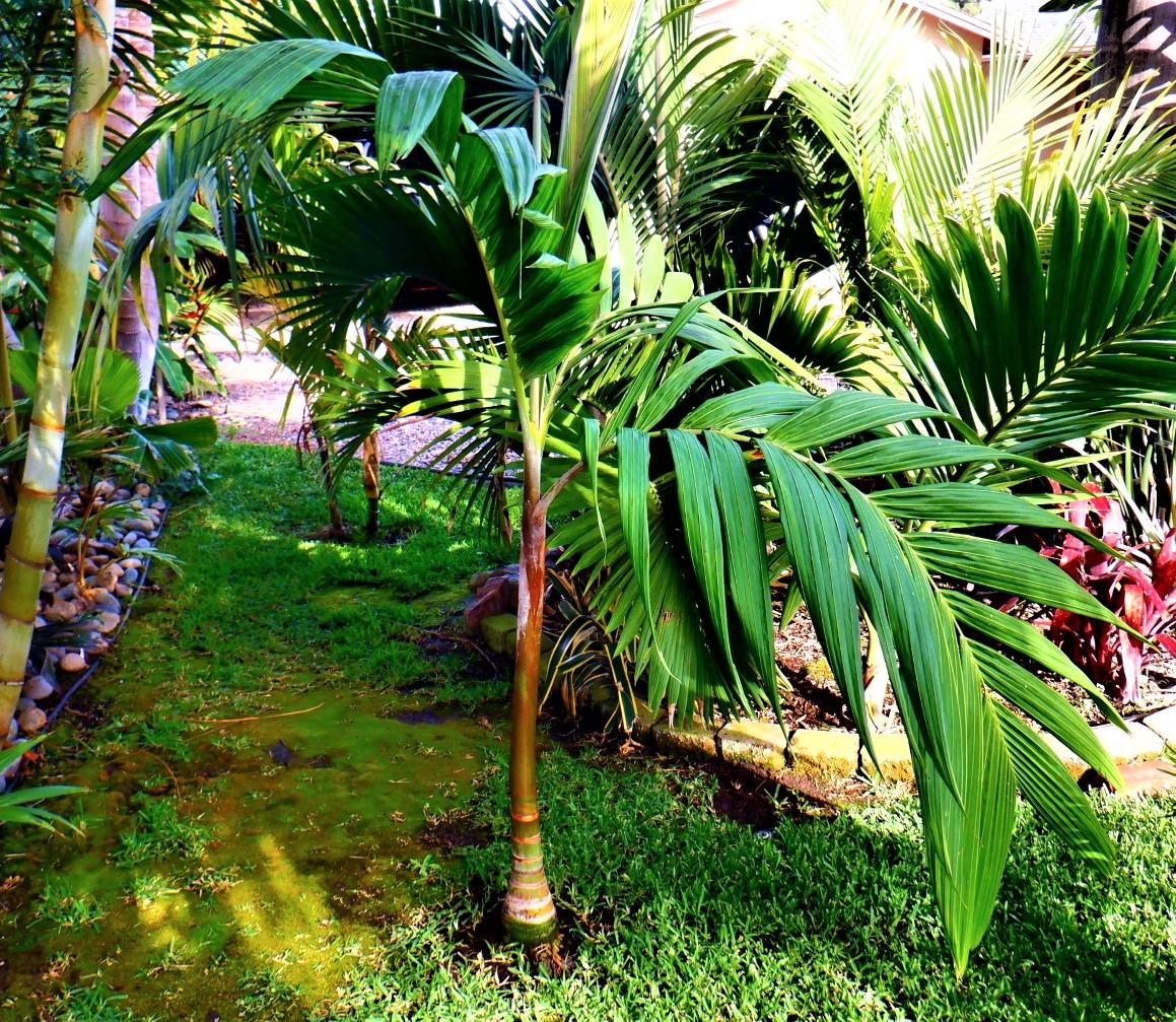 Pinanga javana flowers - DISCUSSING PALM TREES WORLDWIDE - PalmTalk