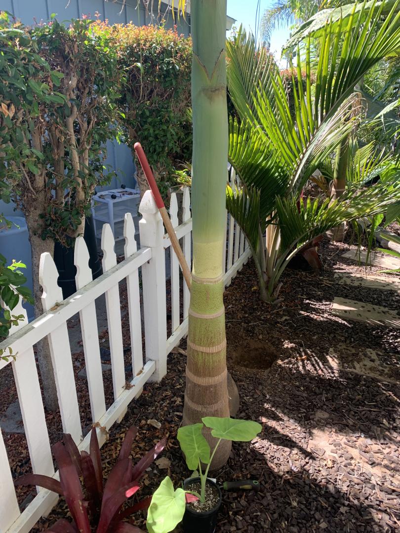 Archie Maxima color - DISCUSSING PALM TREES WORLDWIDE - PalmTalk