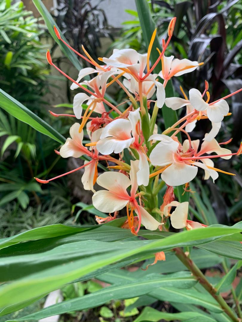 Unknown ginger - TROPICAL LOOKING PLANTS - Other Than Palms - PalmTalk