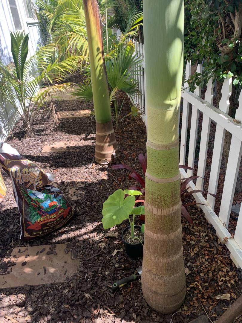 Archie Maxima color - DISCUSSING PALM TREES WORLDWIDE - PalmTalk