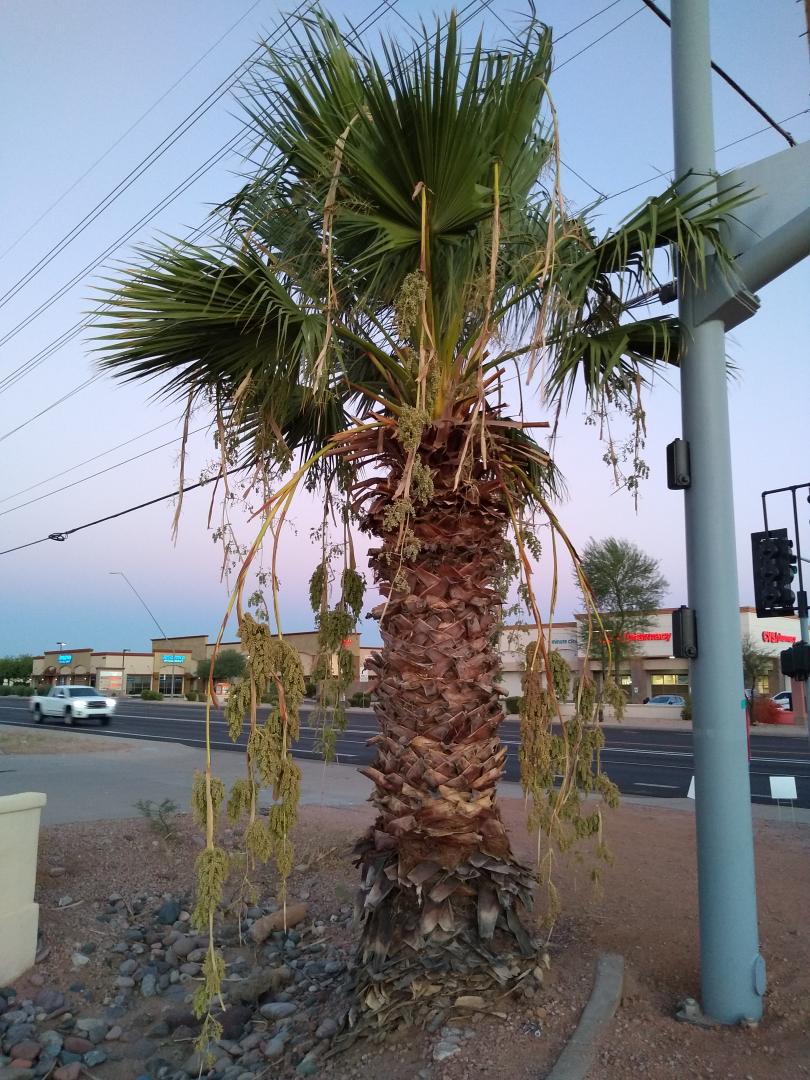 Washingtonia Filibusta Seedlings - DISCUSSING PALM TREES WORLDWIDE ...