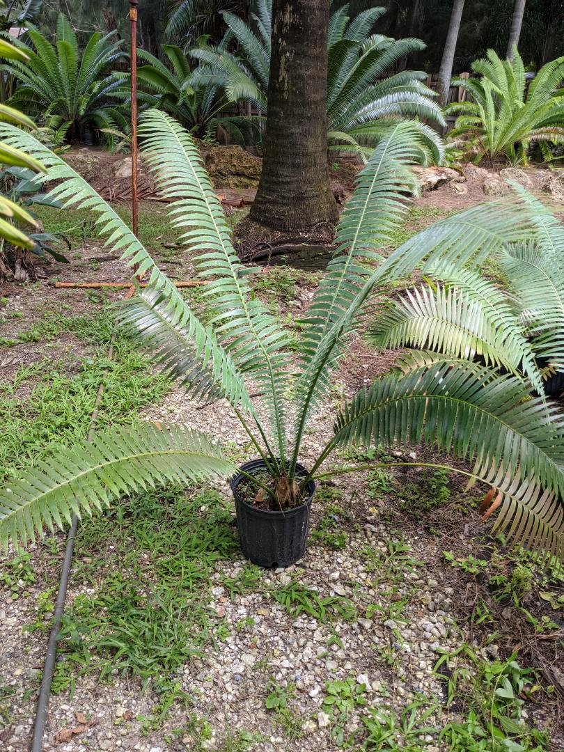 Dioon spinulosum Cycads, 3 & 7 gal - For Sale - PalmTalk