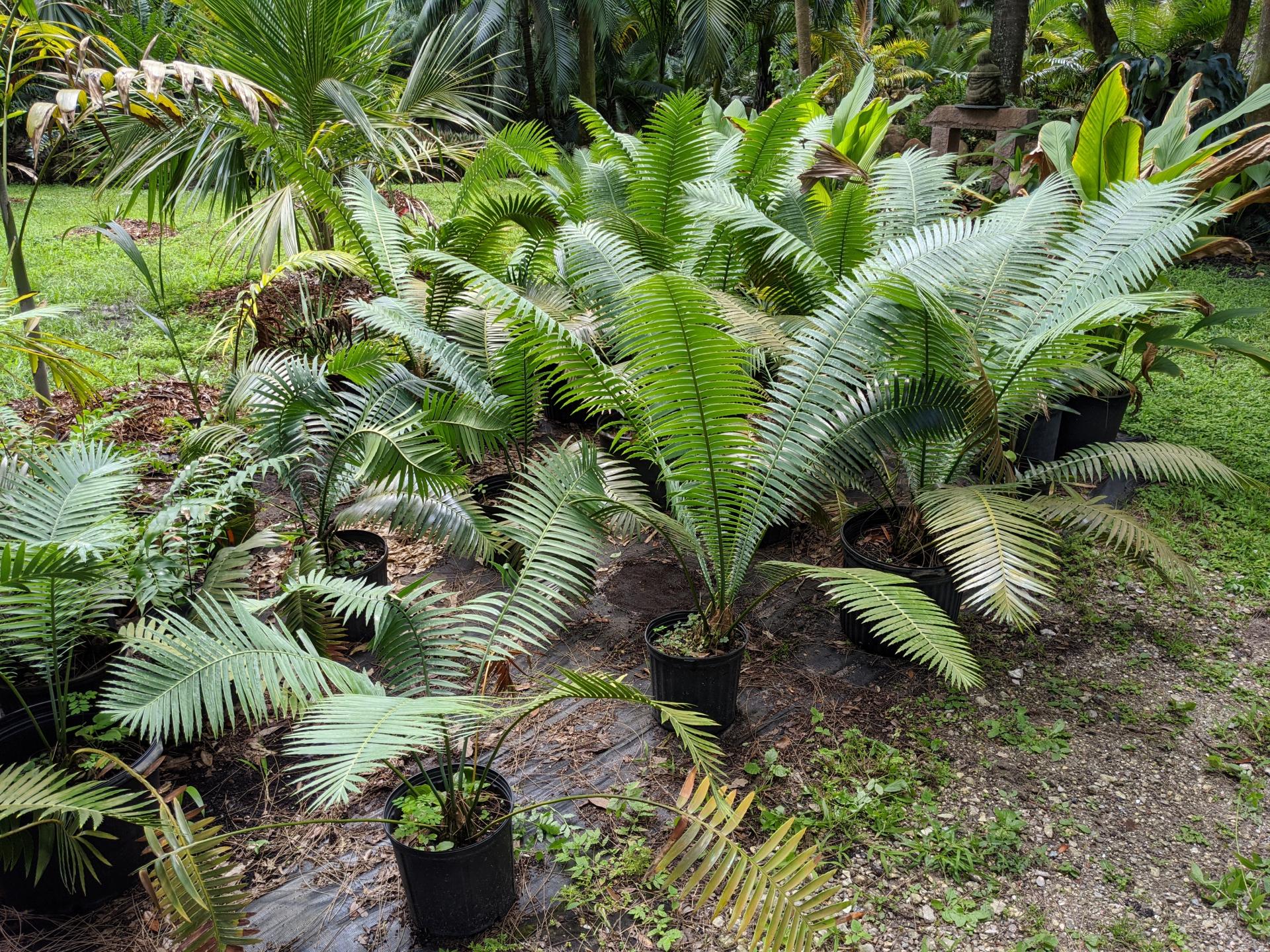 Dioon spinulosum Cycads, 3 & 7 gal - For Sale - PalmTalk