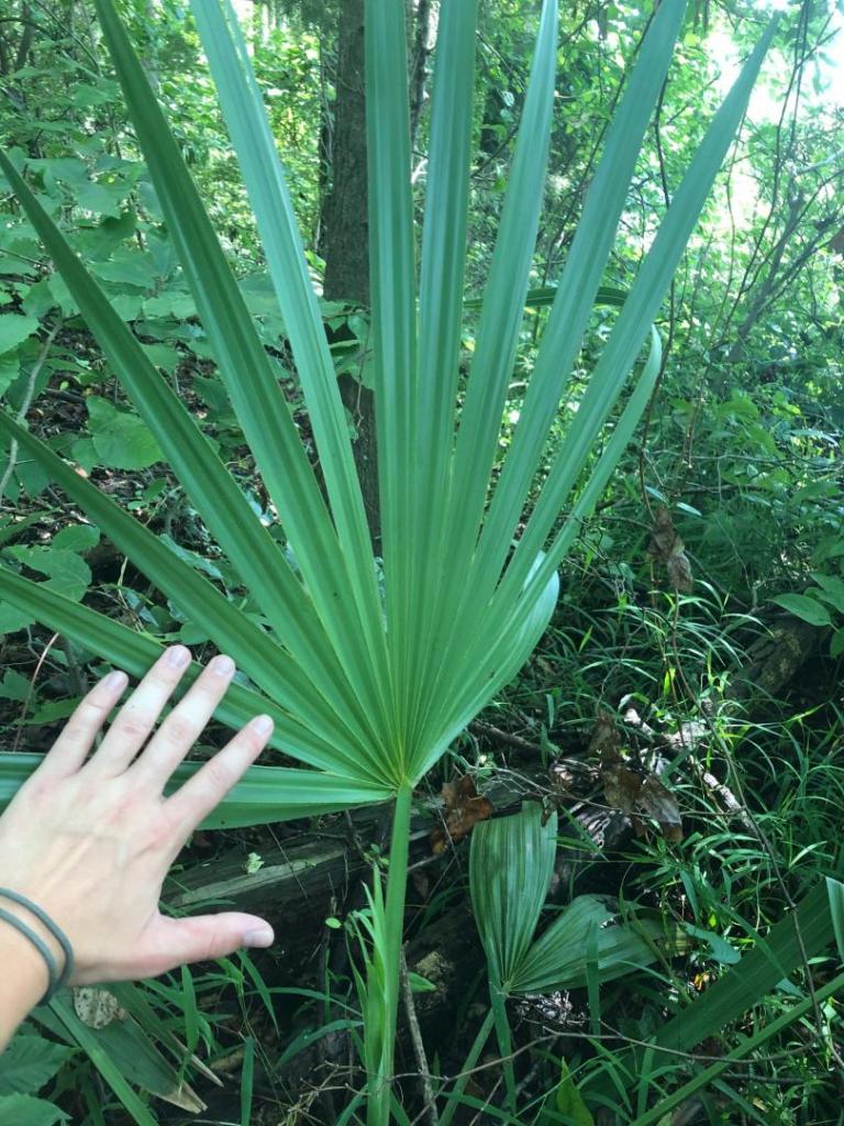 Sabal minor growing wild in Greensboro, NC - COLD HARDY PALMS - PalmTalk