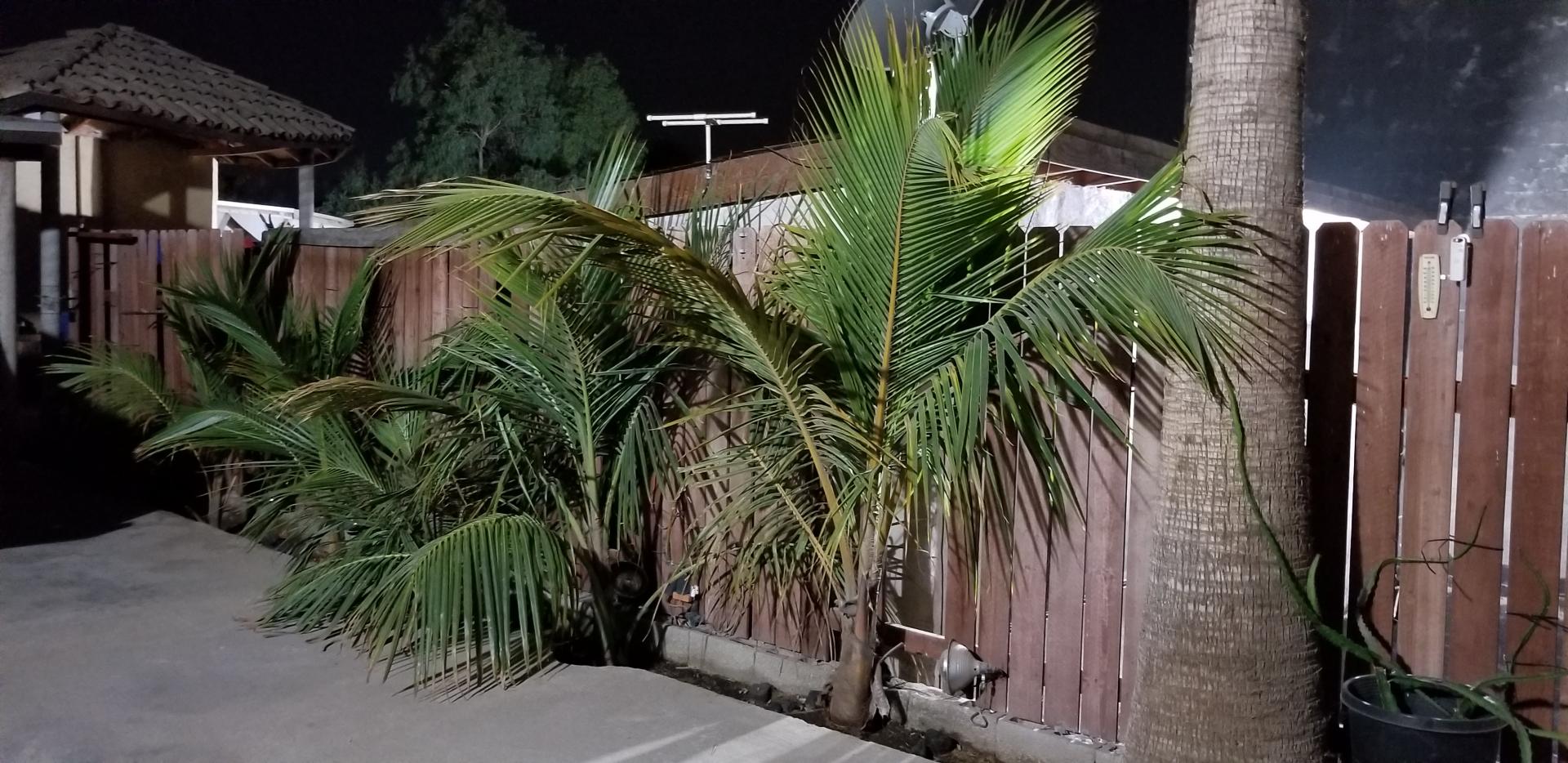 Starting Coco Nucifera in Tijuana - DISCUSSING PALM TREES WORLDWIDE ...
