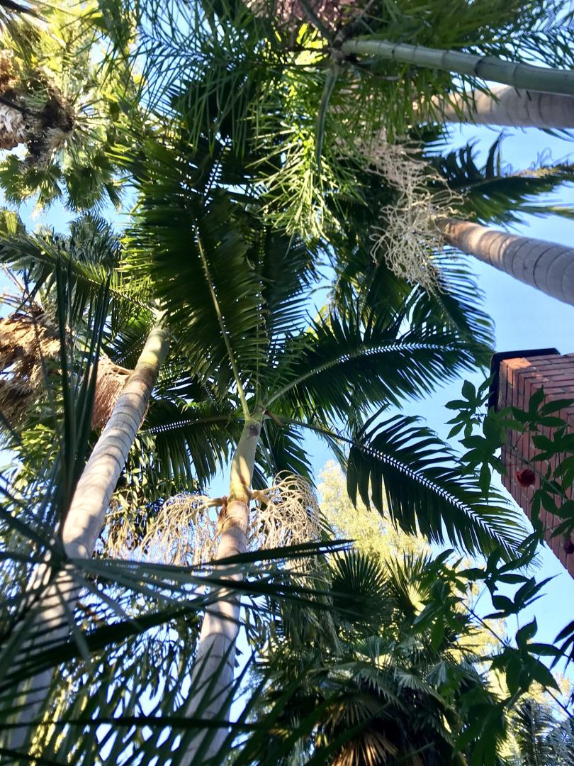 And, finally after 5 years inground....... - DISCUSSING PALM TREES ...