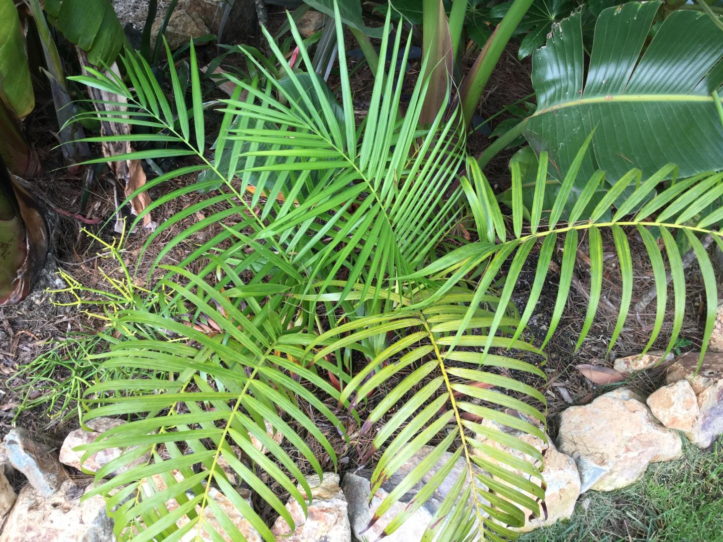 Small Dypsis with reddish color - DISCUSSING PALM TREES WORLDWIDE ...