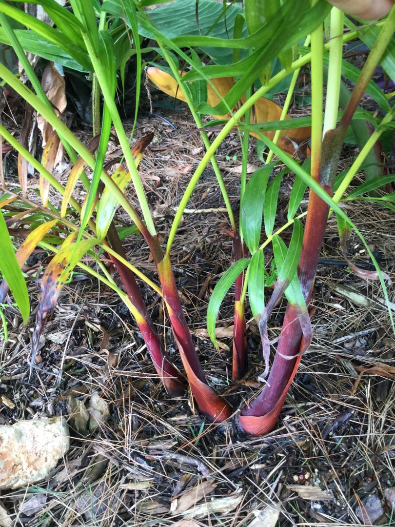 Small Dypsis with reddish color - DISCUSSING PALM TREES WORLDWIDE ...