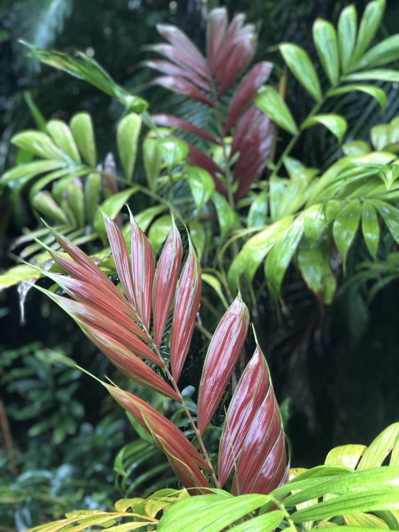 Your favorite clumpers in your garden - DISCUSSING PALM TREES WORLDWIDE ...