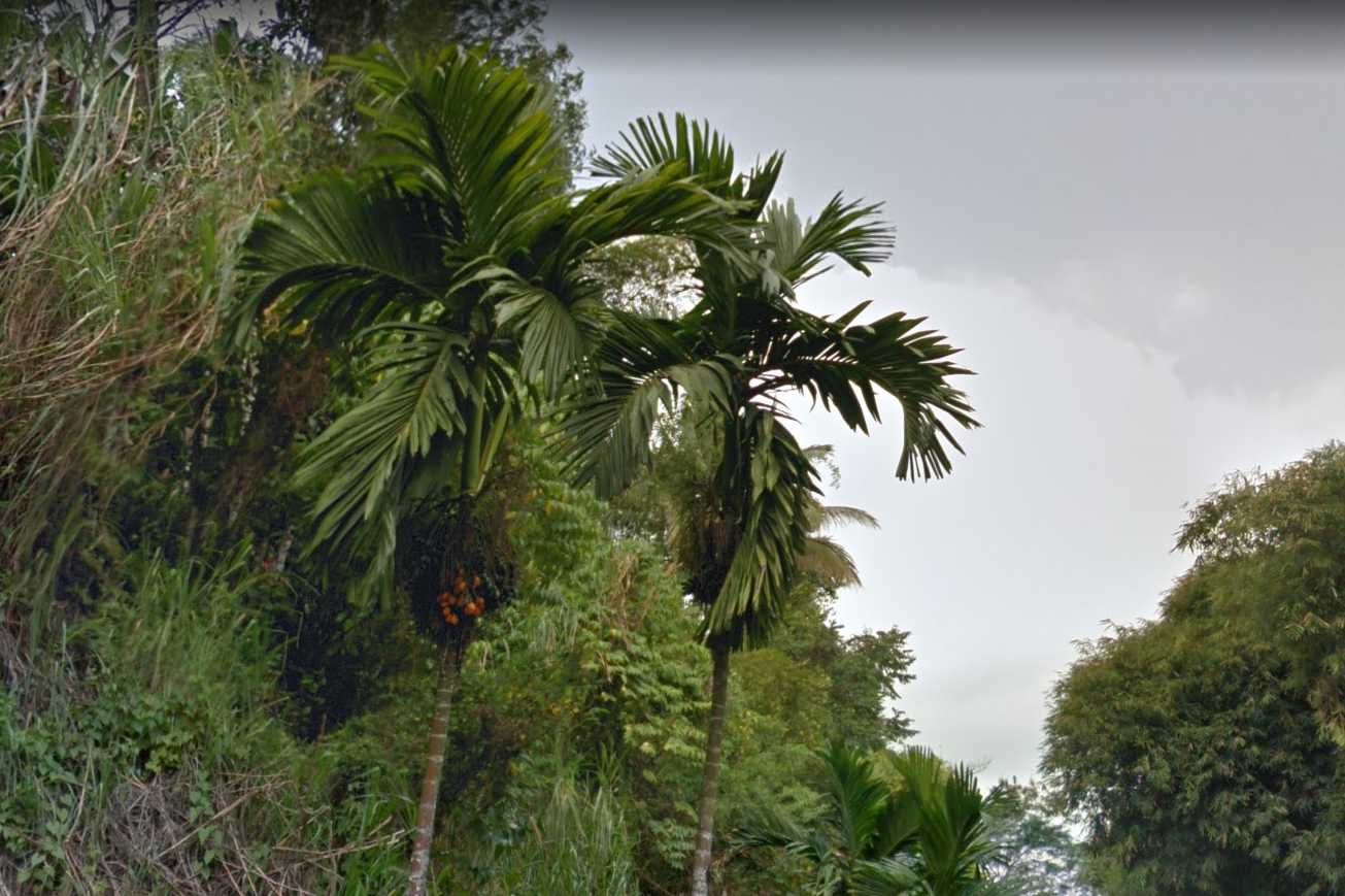 PALM IDENTIFICATION - DISCUSSING PALM TREES WORLDWIDE - PalmTalk