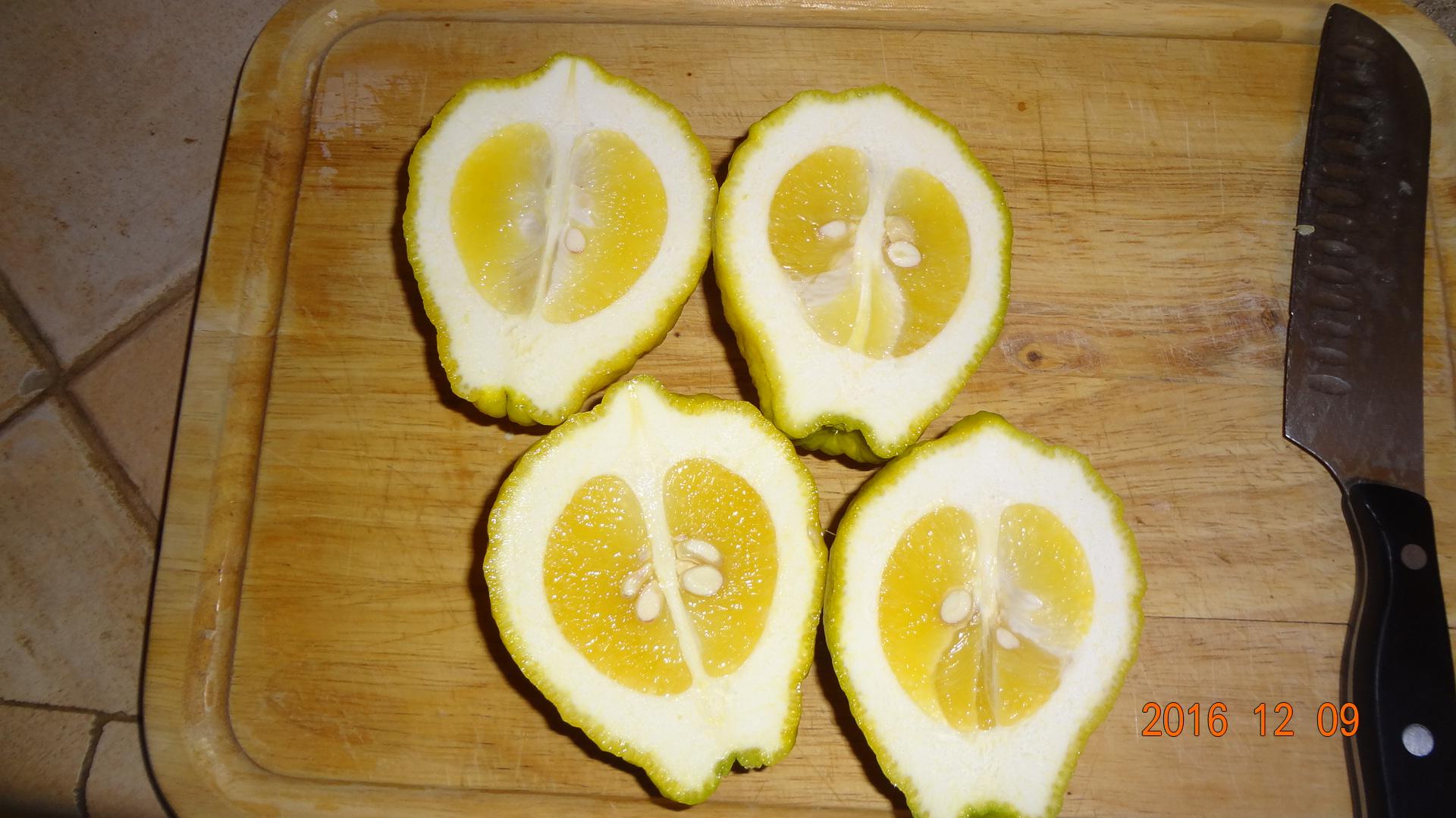 Naturalizing Citrumelos - TROPICAL LOOKING PLANTS - Other Than Palms ...