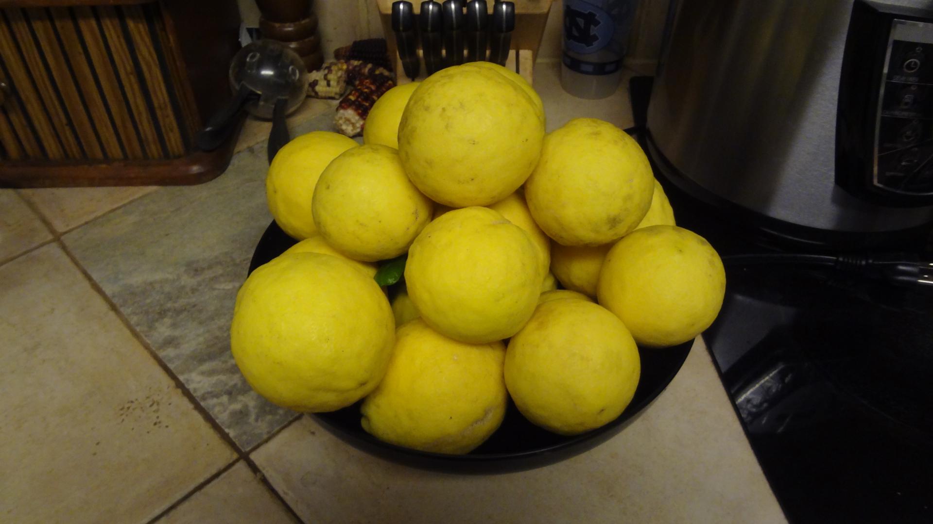 Naturalizing Citrumelos - TROPICAL LOOKING PLANTS - Other Than Palms ...